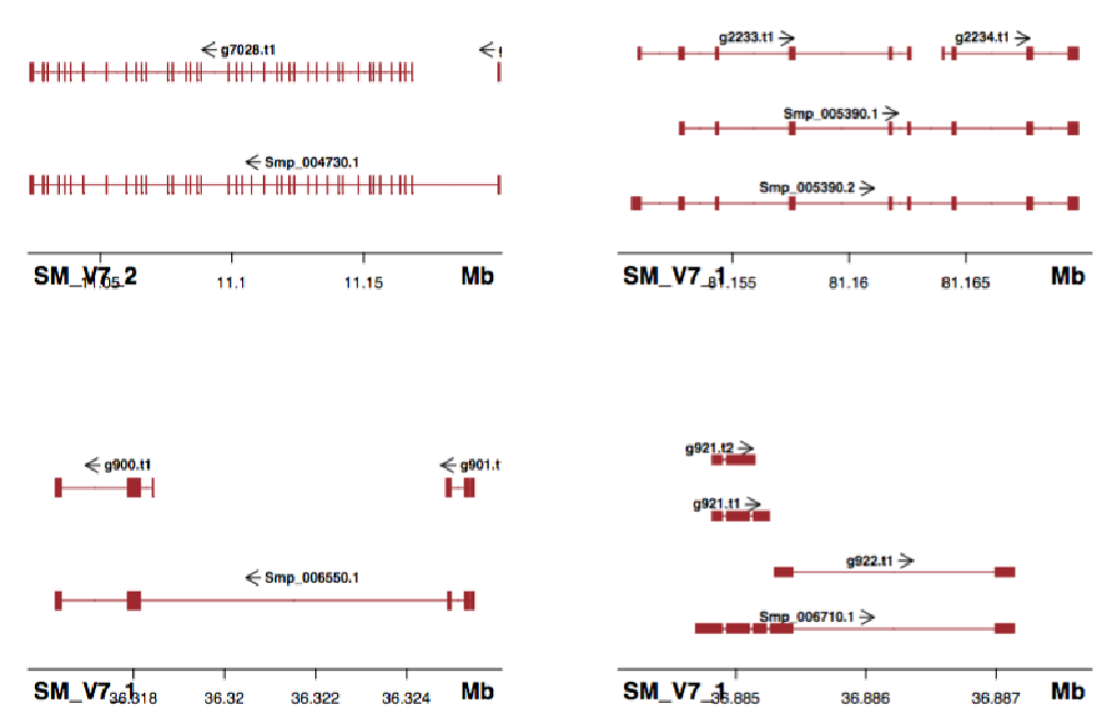 Batch visualisation of gene structures