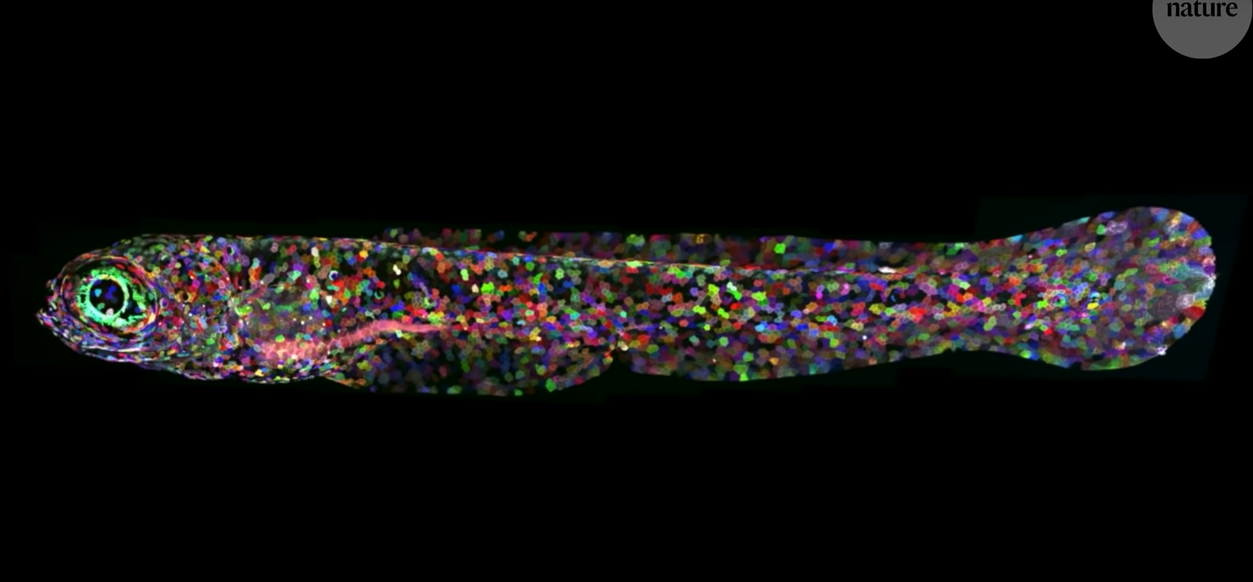 Cell Division without DNA Replication