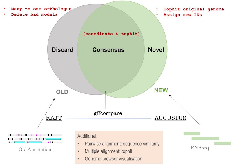 Gene annotation and ID transfer between genome assemblies