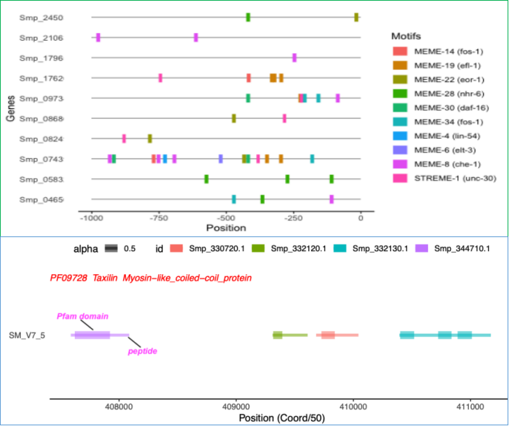 Visualising gene features using ggplot2